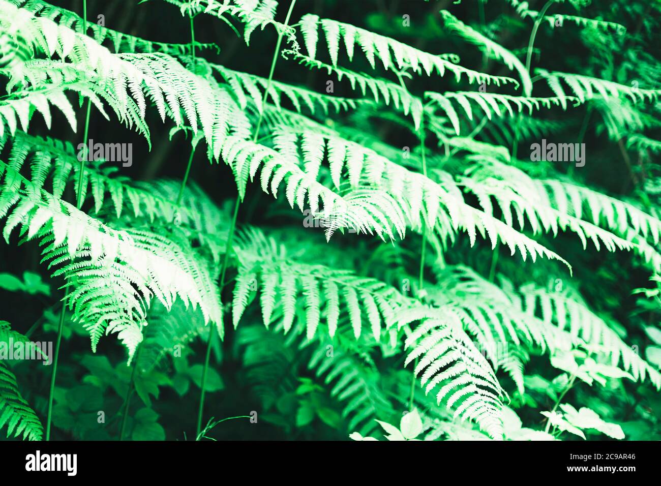 Green fresh bush of fern in forest. Texture, background Stock Photo - Alamy