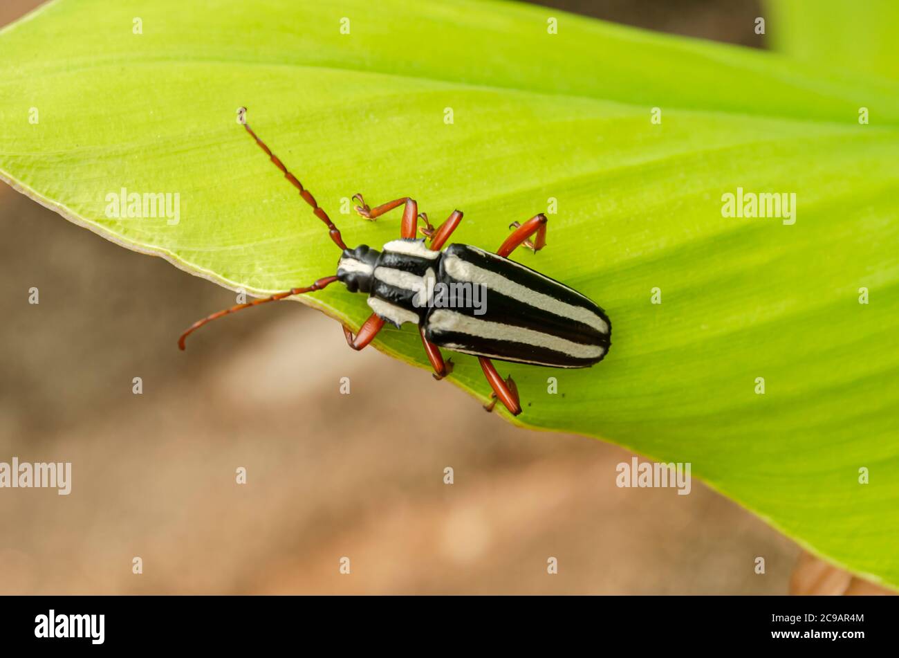 Stripe Long-horned Beetle Stock Photo - Alamy