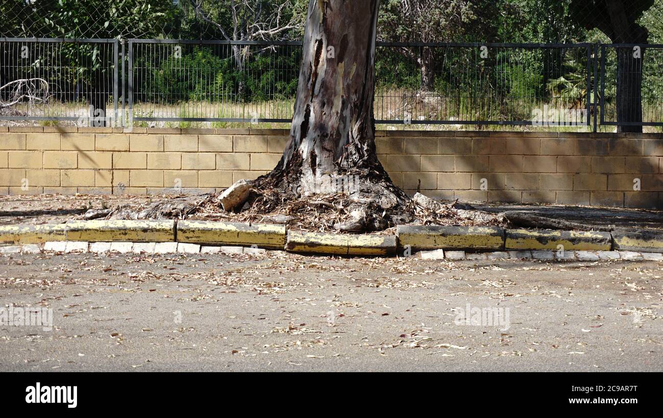 Tree roots pavement hi-res stock photography and images - Alamy