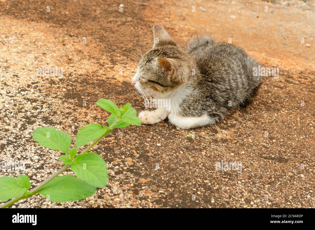 Jamaican cat hi-res stock photography and images - Alamy