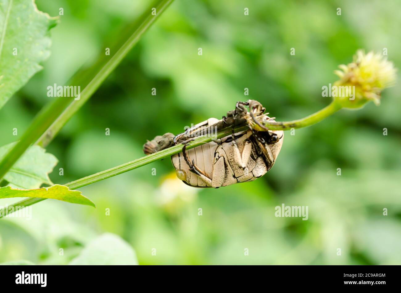 Underneath A Gymnetis Lanius Beetle Stock Photo - Alamy