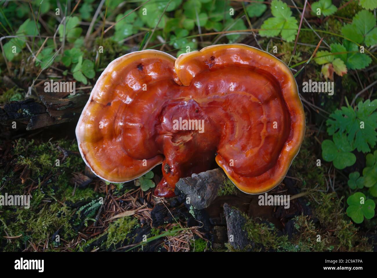 Fruit bodies of Ganoderma lucidum on the trunk of a tree Stock Photo ...