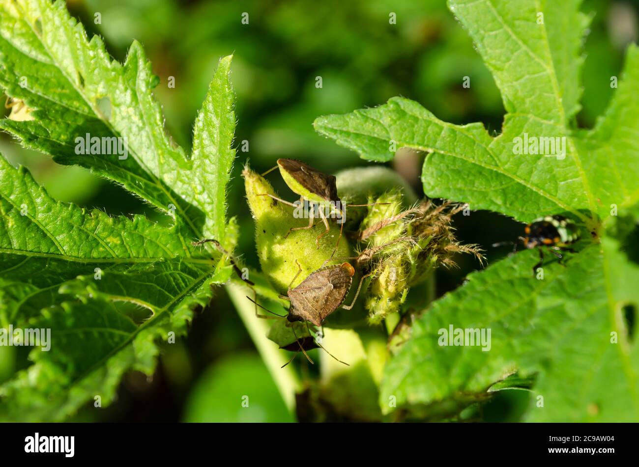 Marmorated Bugs On Okra Stock Photo - Alamy
