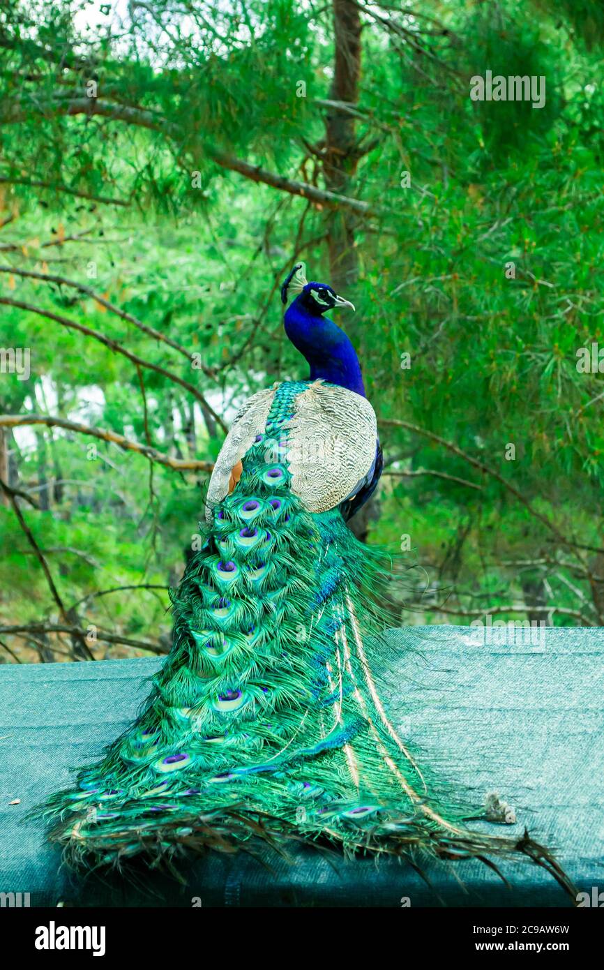 Beautiful Indian Peacock Bird Get To Know The Peafowl (Peacock) Of