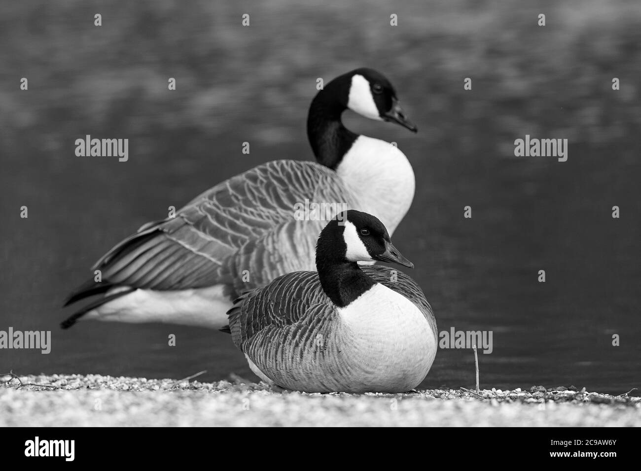 Canada goose sitting down hi-res stock photography and images - Alamy