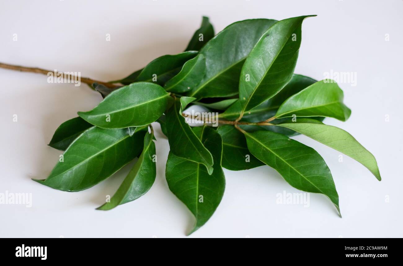 Indonesian bay leaf or Indian bay leaf on white background Stock Photo ...