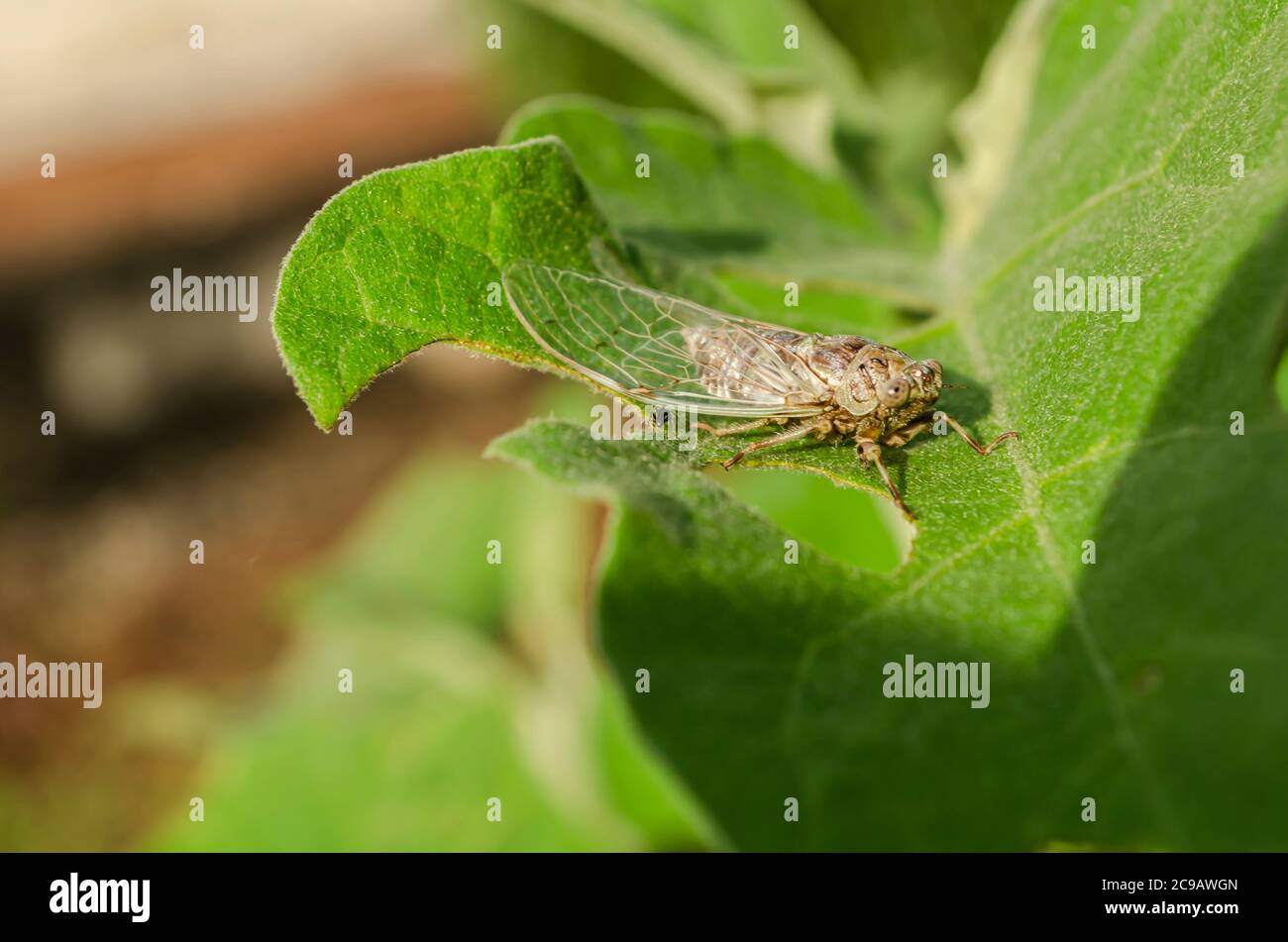 Side Of Cicada Insect Stock Photo - Alamy