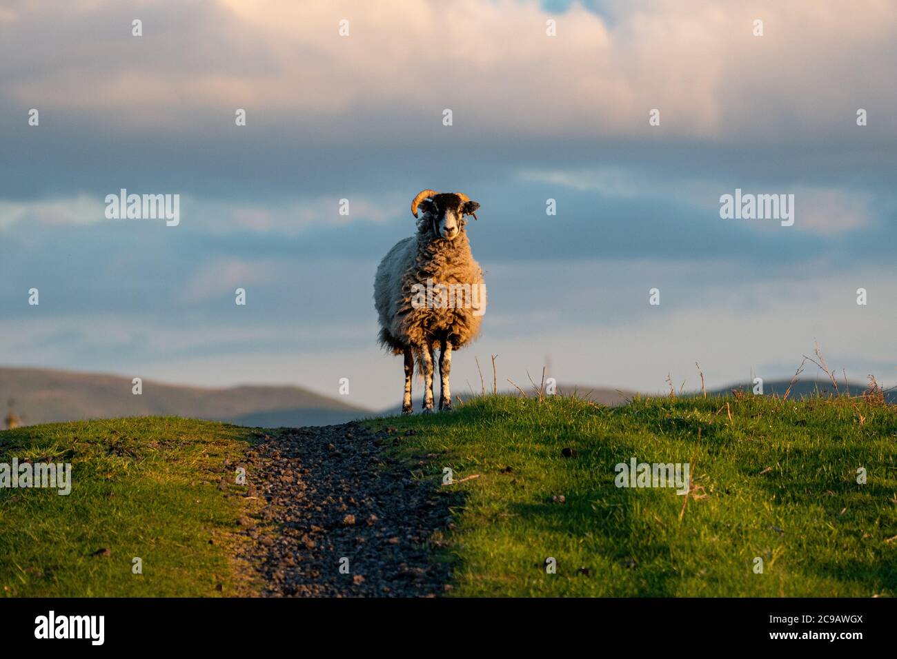 A ram standing beside a path across a moorland field with hills behind ...