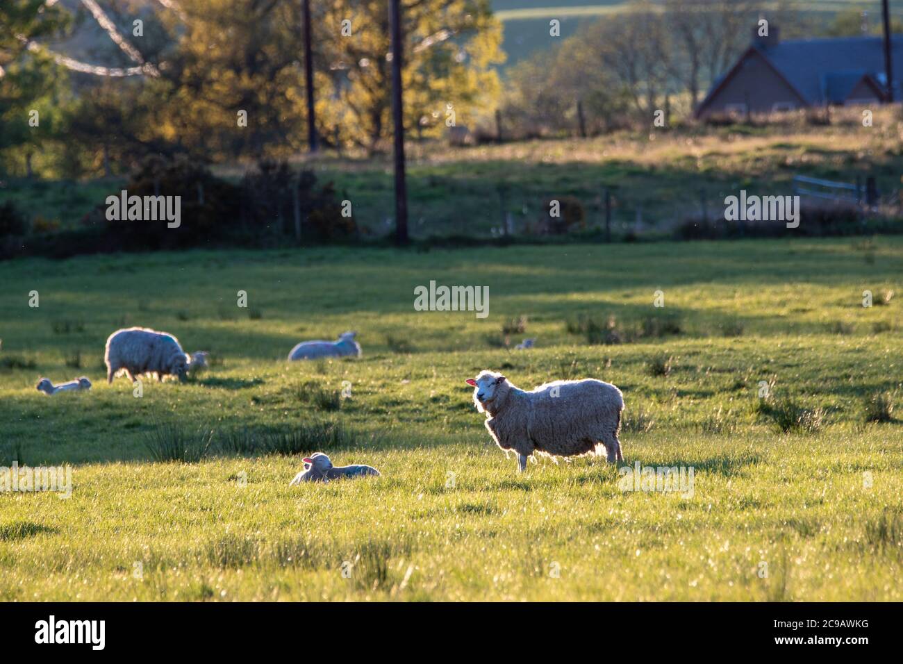 Lowland sheep farming hi-res stock photography and images - Alamy
