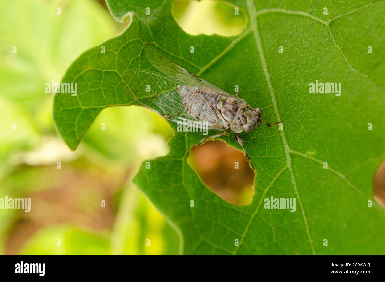 Plants prominent green leaves hi-res stock photography and images - Alamy