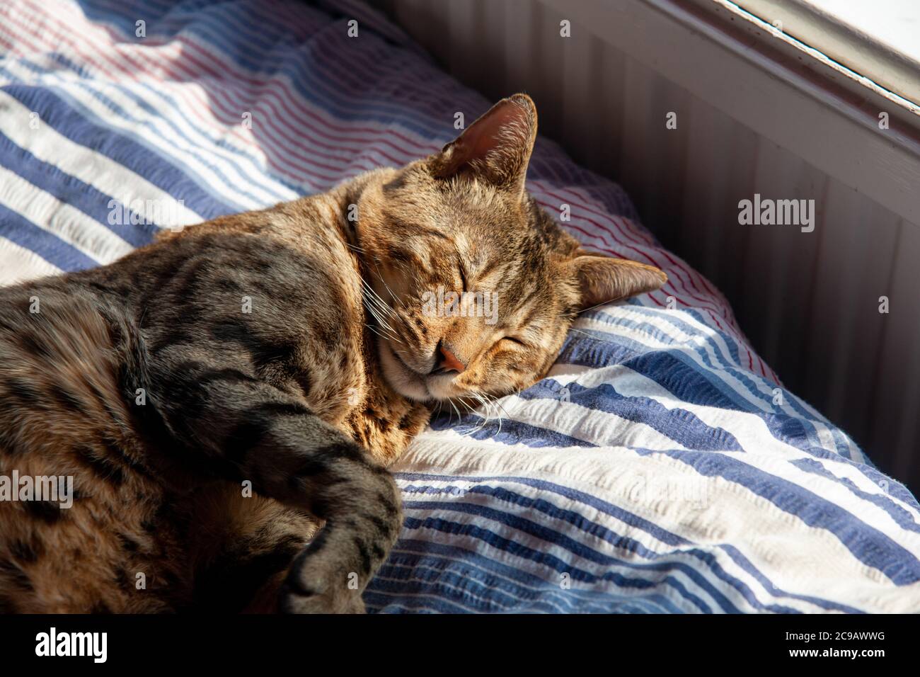Bengal tabby cat sleeping on a bed with a striped quilt Stock Photo - Alamy