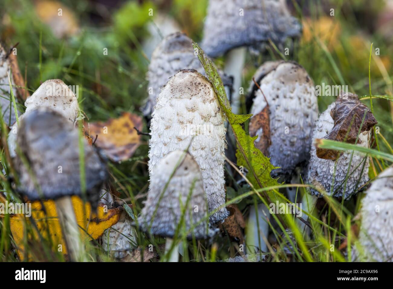 deciduous forest during leaf fall Stock Photo - Alamy