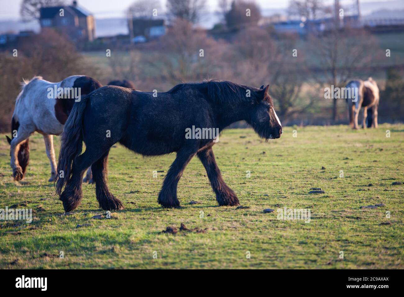 Ponies walking hi-res stock photography and images - Alamy