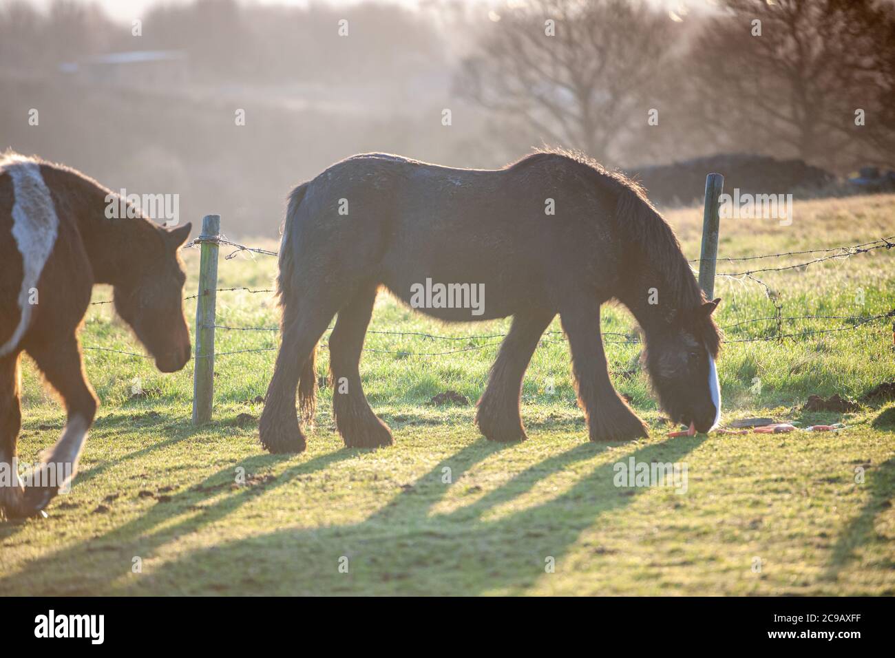 Walking ponies hi-res stock photography and images - Alamy