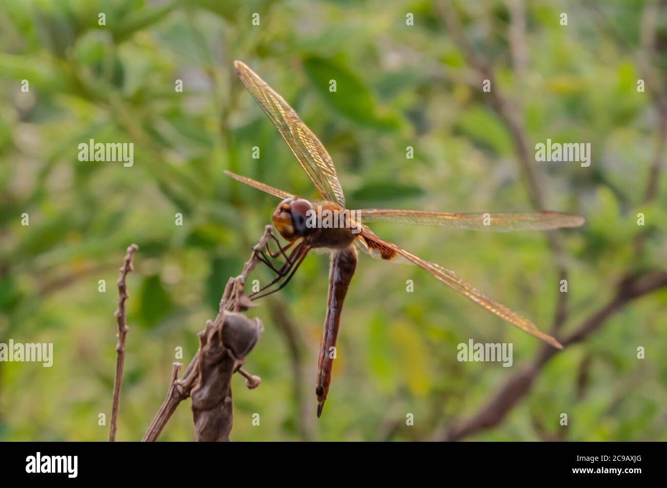 Odonata insecta fauna animal hi-res stock photography and images - Alamy