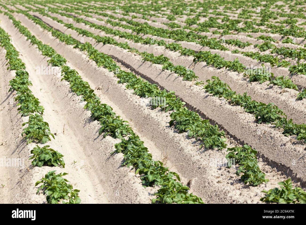 Agricultural famine hi-res stock photography and images - Alamy