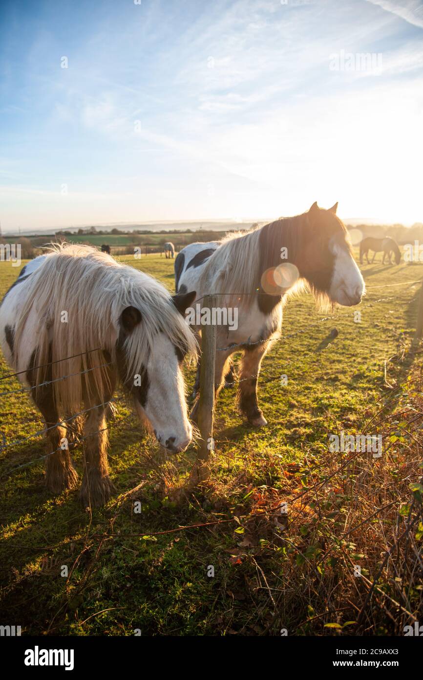 Barbed tail hi-res stock photography and images - Alamy