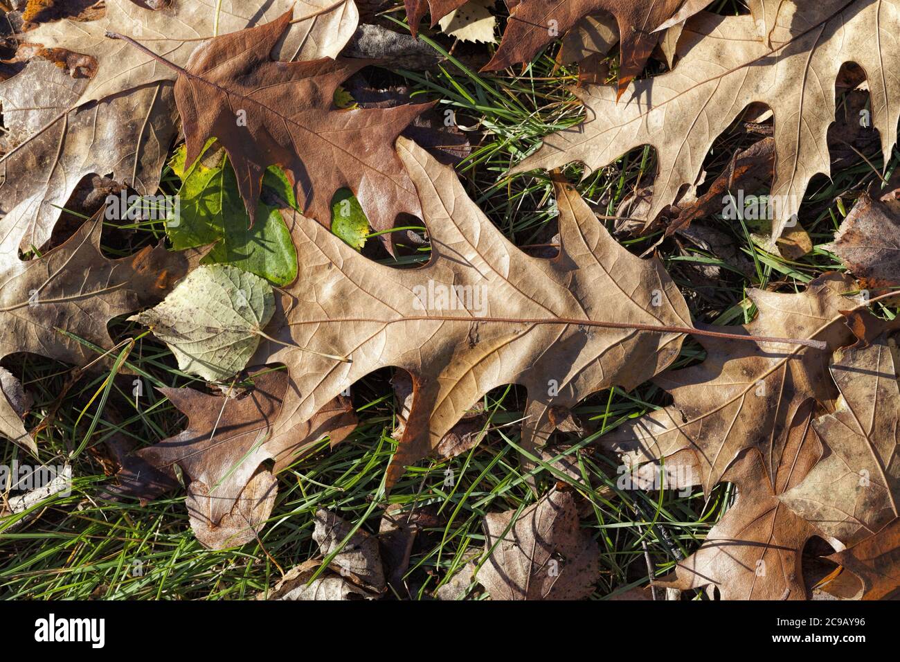 Define their territory hi-res stock photography and images - Alamy