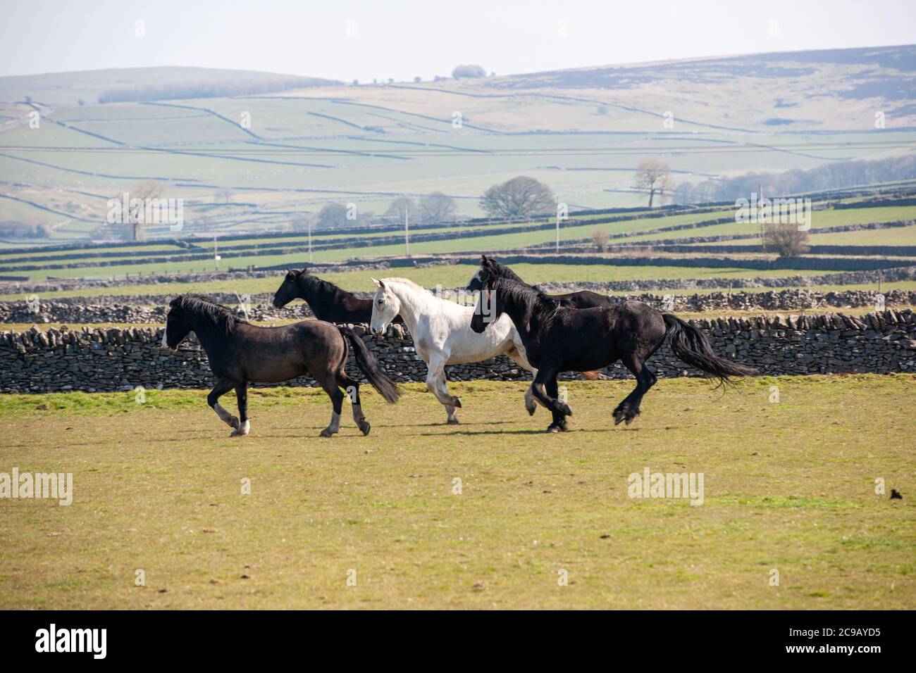 Ponies running together in a farm field in North Derbyshire Stock Photo ...