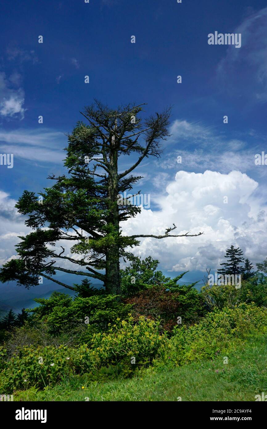 Ridge tree sky mountain hi-res stock photography and images - Alamy