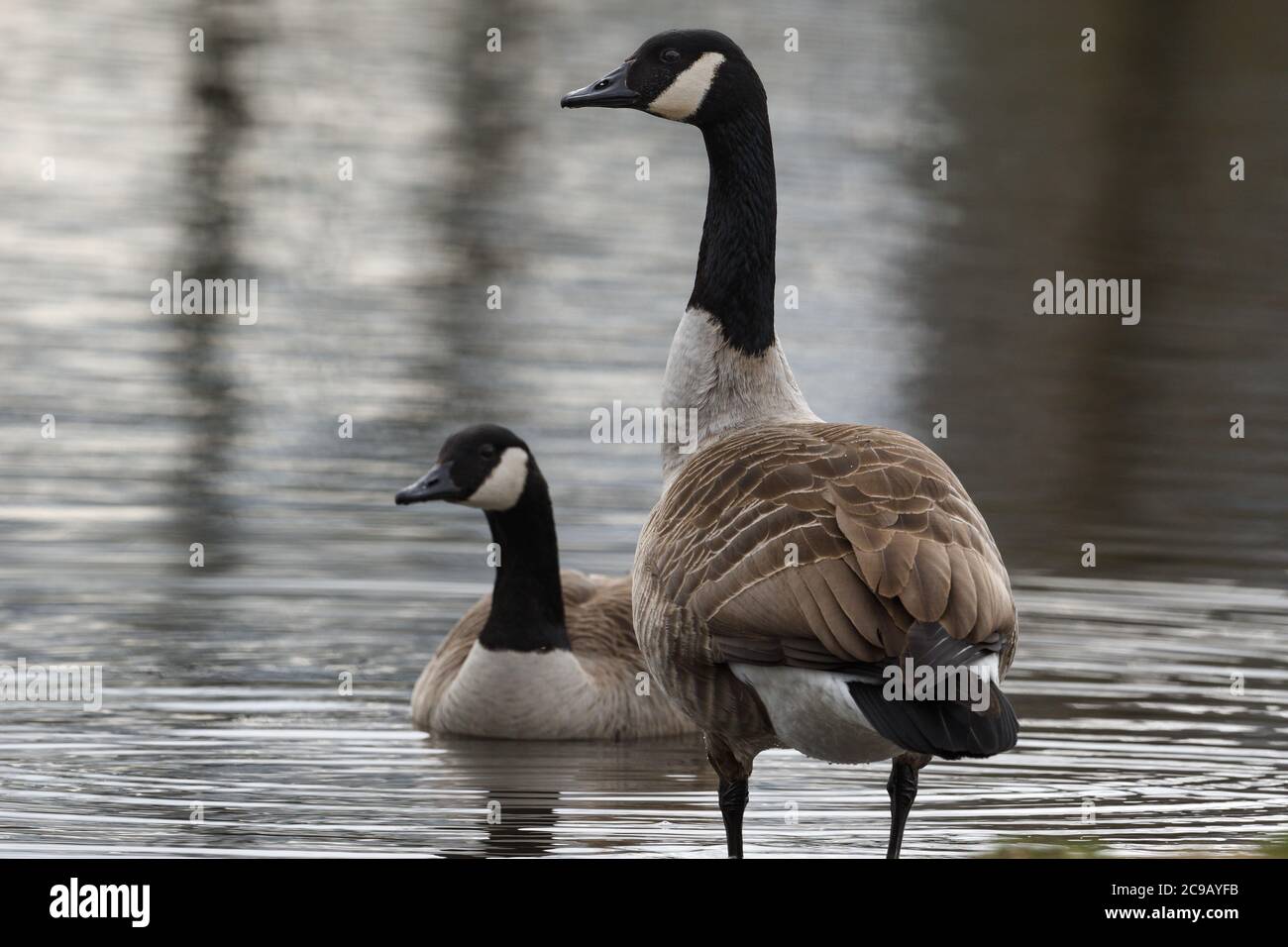 Two Canada Geese at the edge of a lake, one swimming Stock Photo - Alamy