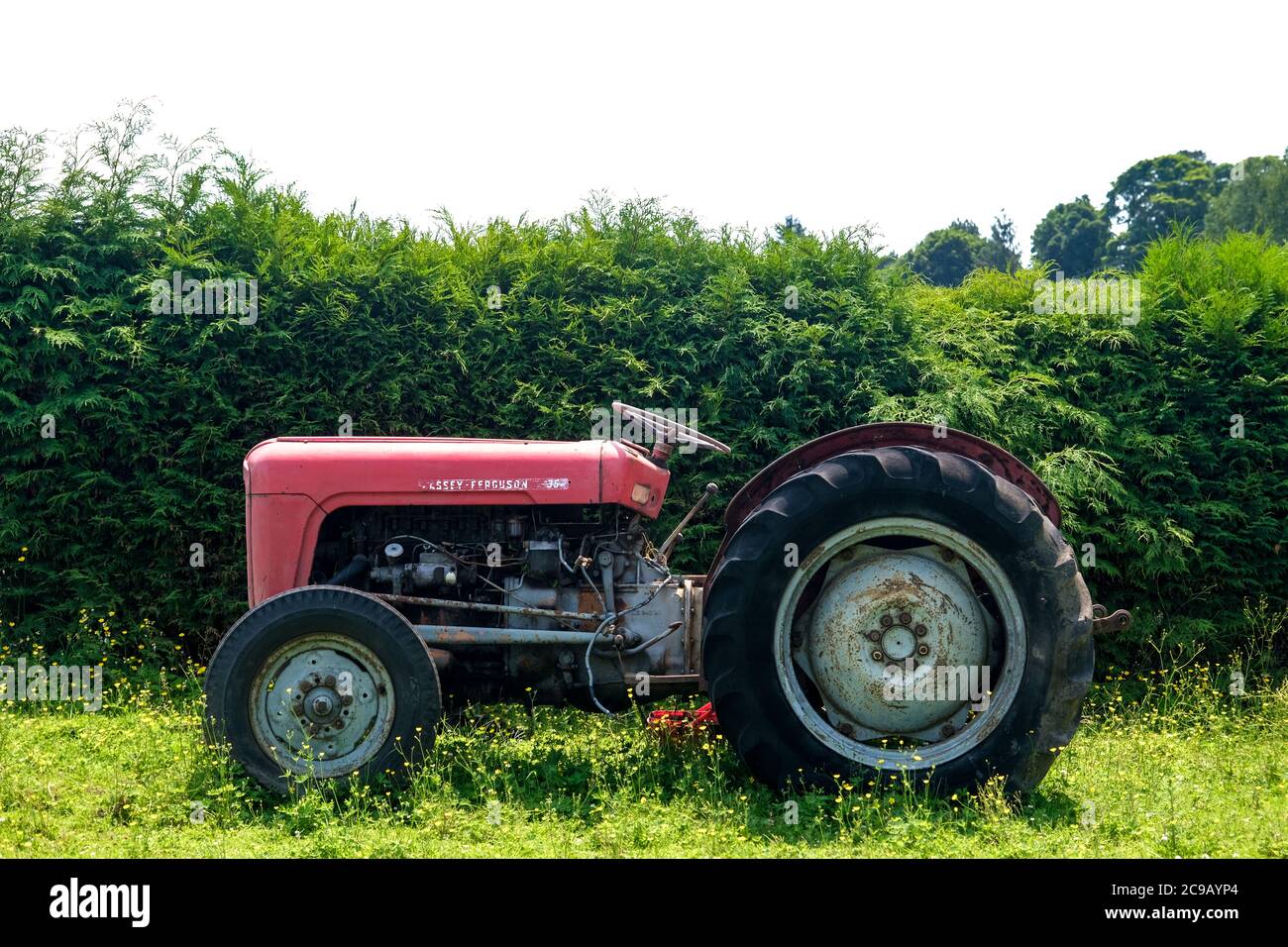 Abandoned, rusty Massey Ferguson farm tractor standing in a field by a ...