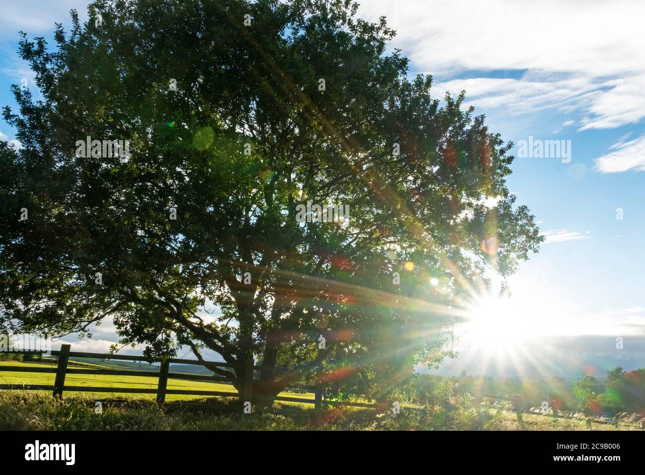 Afternoon sun behind tree hi-res stock photography and images - Alamy