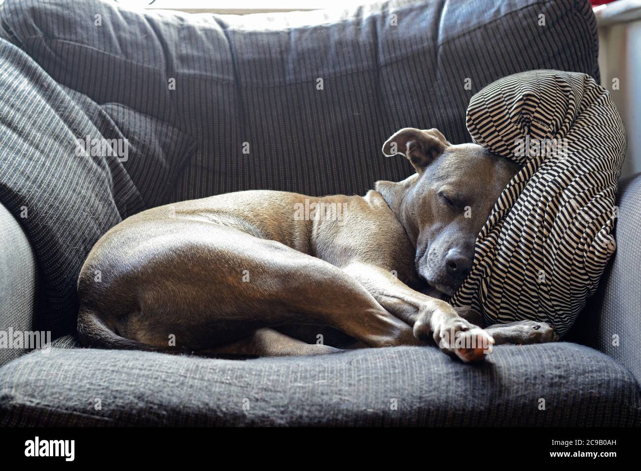 Staffordshire bull terrier cross hi-res stock photography and images ...