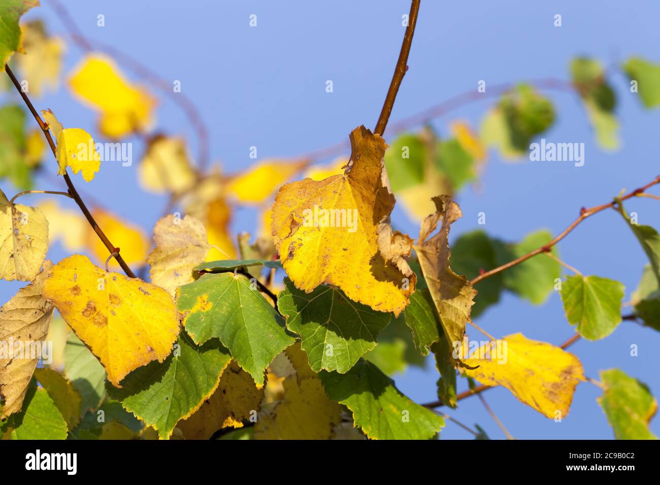 deciduous forest during leaf fall Stock Photo - Alamy