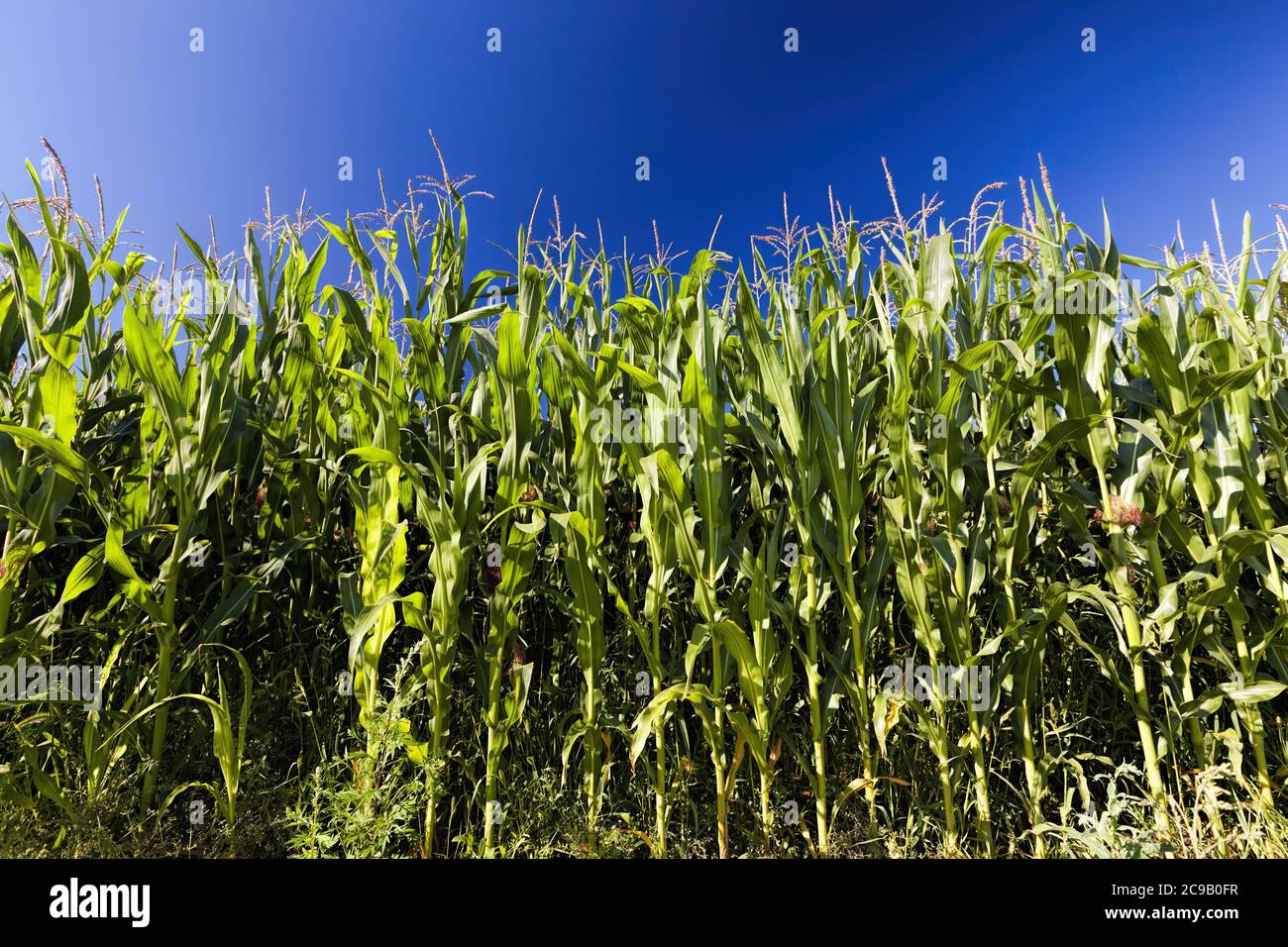 agricultural field where sweet corn is grown Stock Photo - Alamy