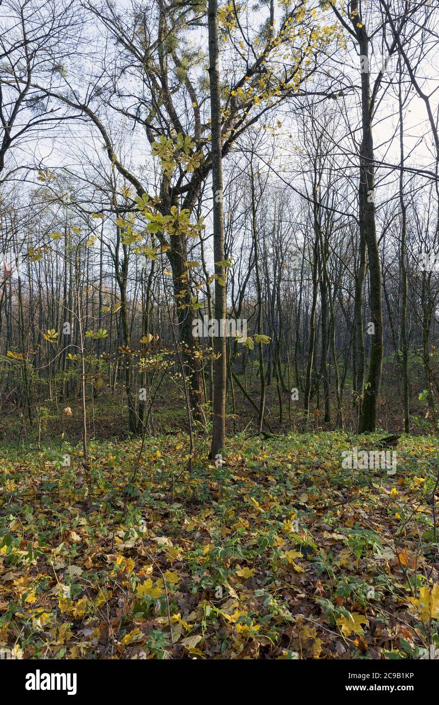 specifics and features of the autumn season Stock Photo - Alamy