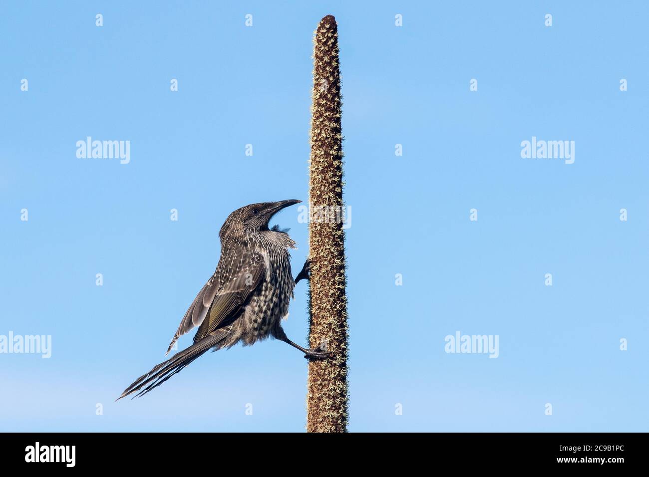 Spike wattle hi-res stock photography and images - Alamy