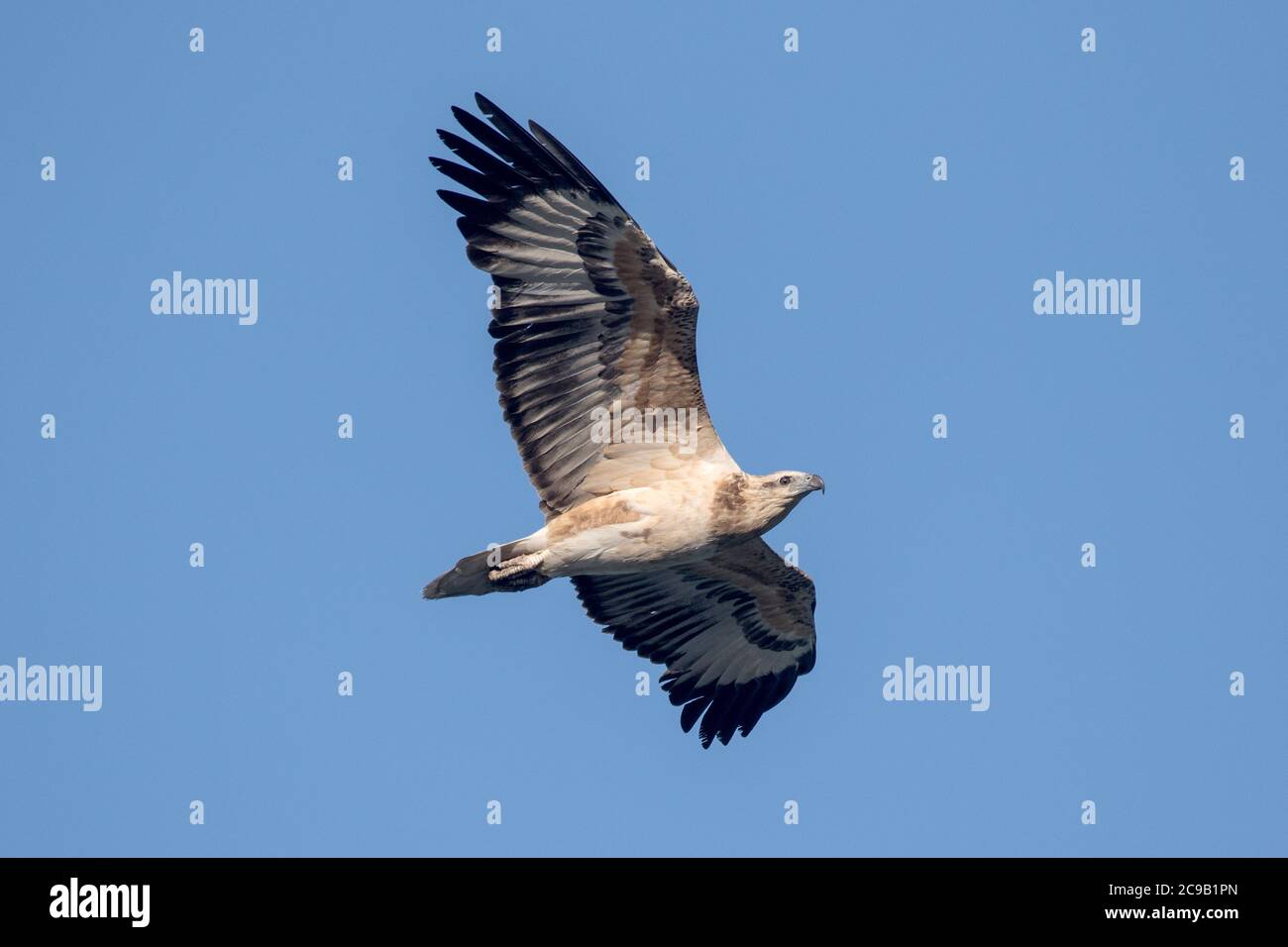 White Bellied Sea Eagle