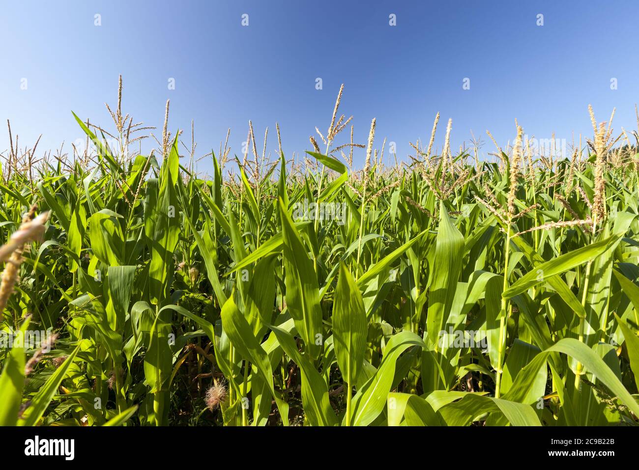 agricultural field where sweet corn is grown Stock Photo - Alamy