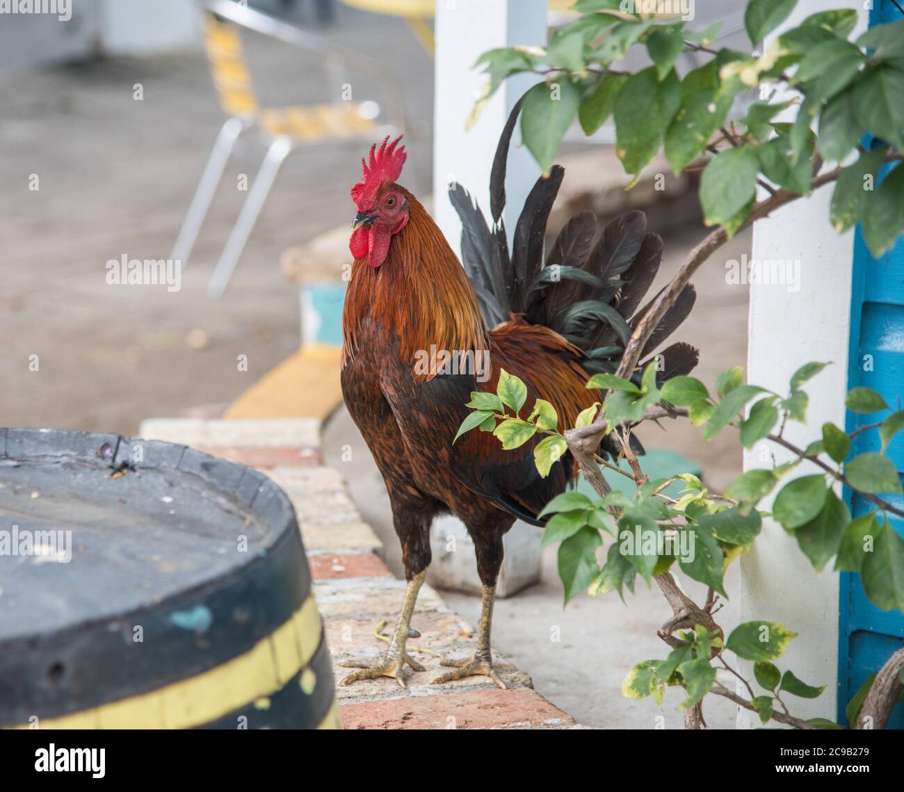 Wild rooster with colorful plumage roaming free in downtown ...