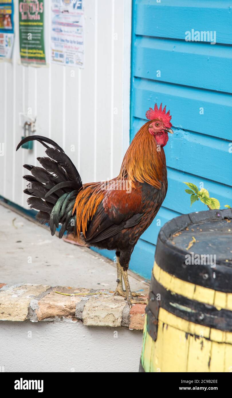 Multi colored rooster hi-res stock photography and images - Alamy