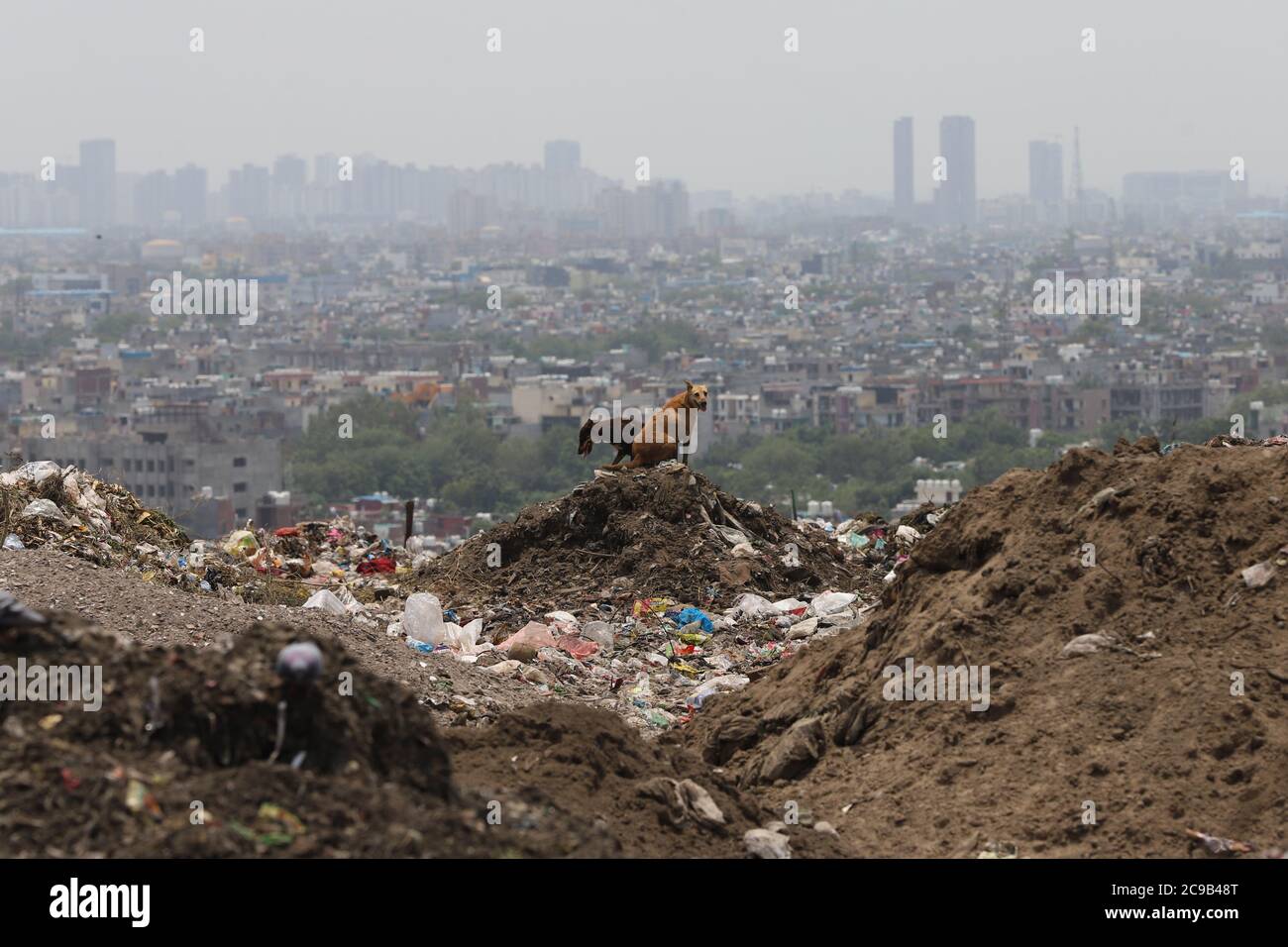 Dogs sit on a heap of garbage at Delhi's biggest landfill Stock Photo ...