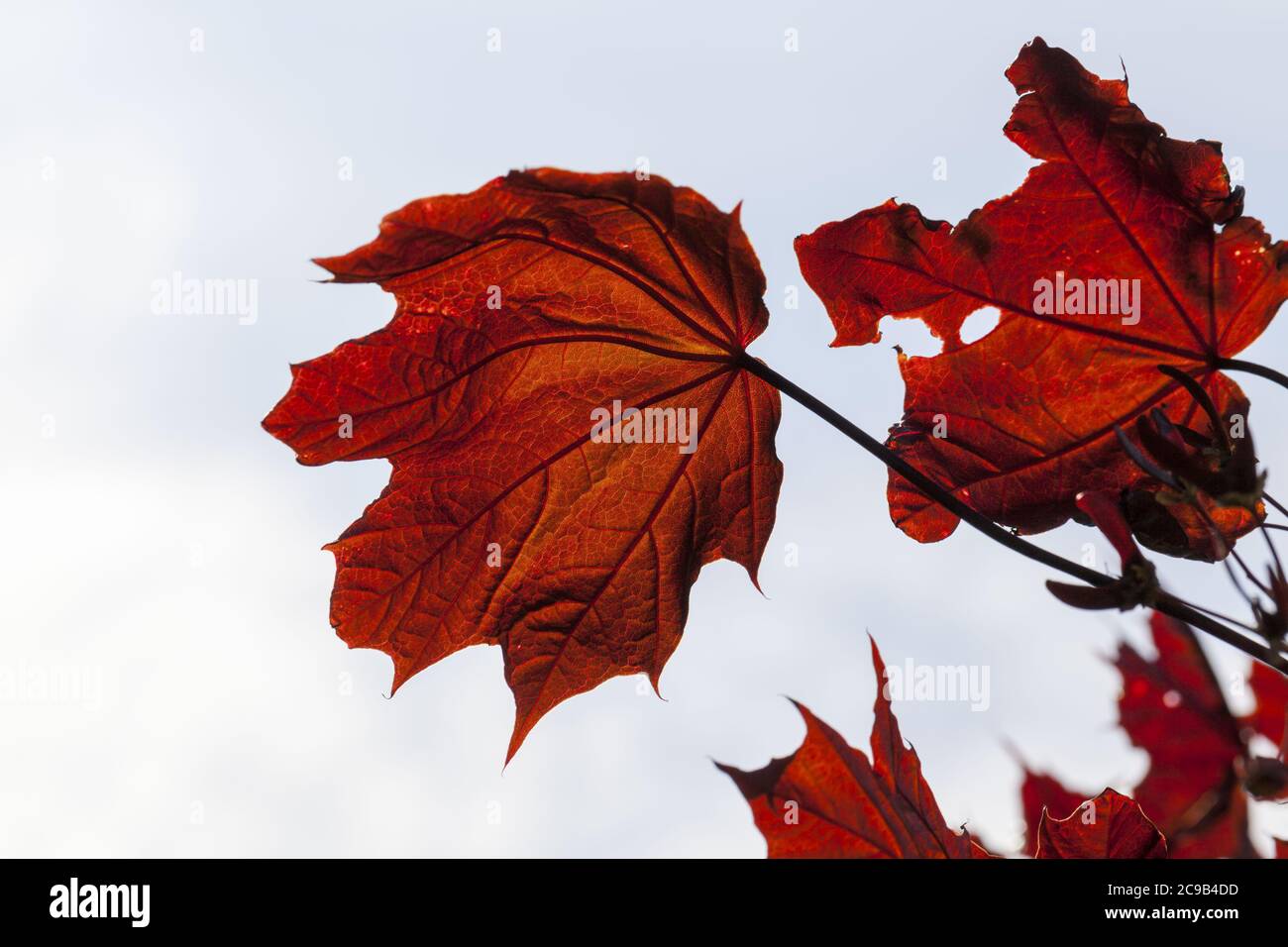deciduous forest during leaf fall Stock Photo - Alamy