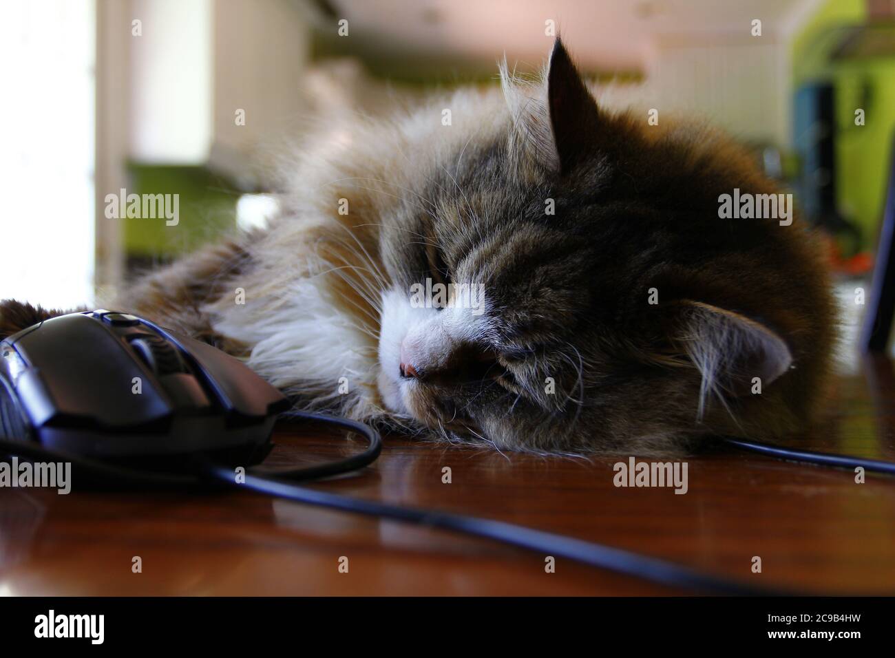 Sleeping cat computer hi-res stock photography and images - Alamy
