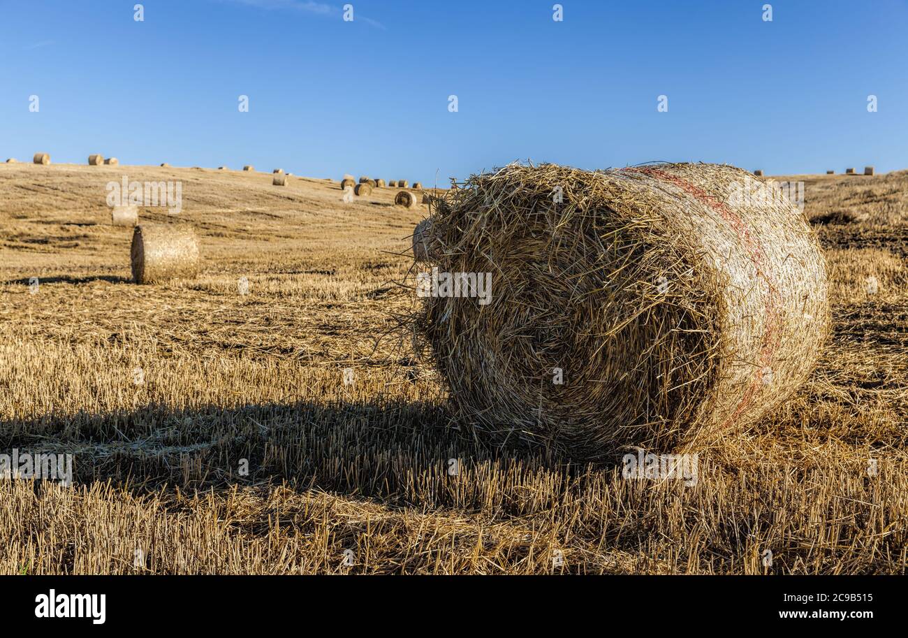 stack of straw , summer time Stock Photo - Alamy