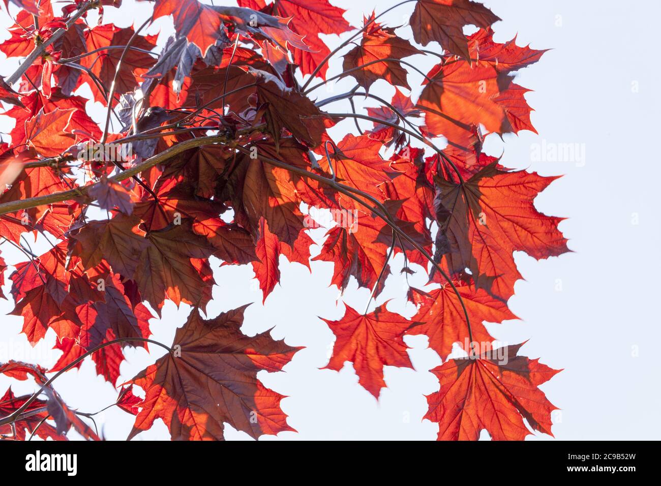 deciduous forest during leaf fall Stock Photo - Alamy