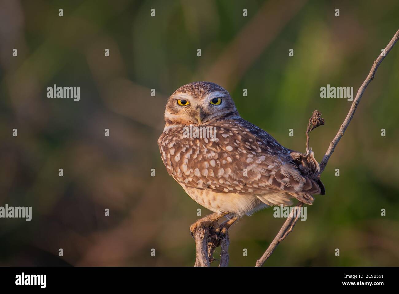 Owl eyebrows hi-res stock photography and images - Alamy
