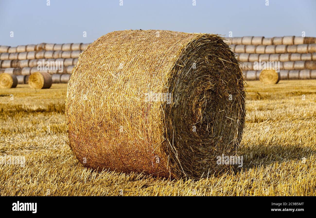 agricultural field with straw stacks Stock Photo - Alamy