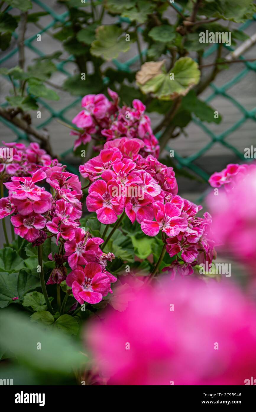 Pelargonium in pot hi-res stock photography and images - Alamy