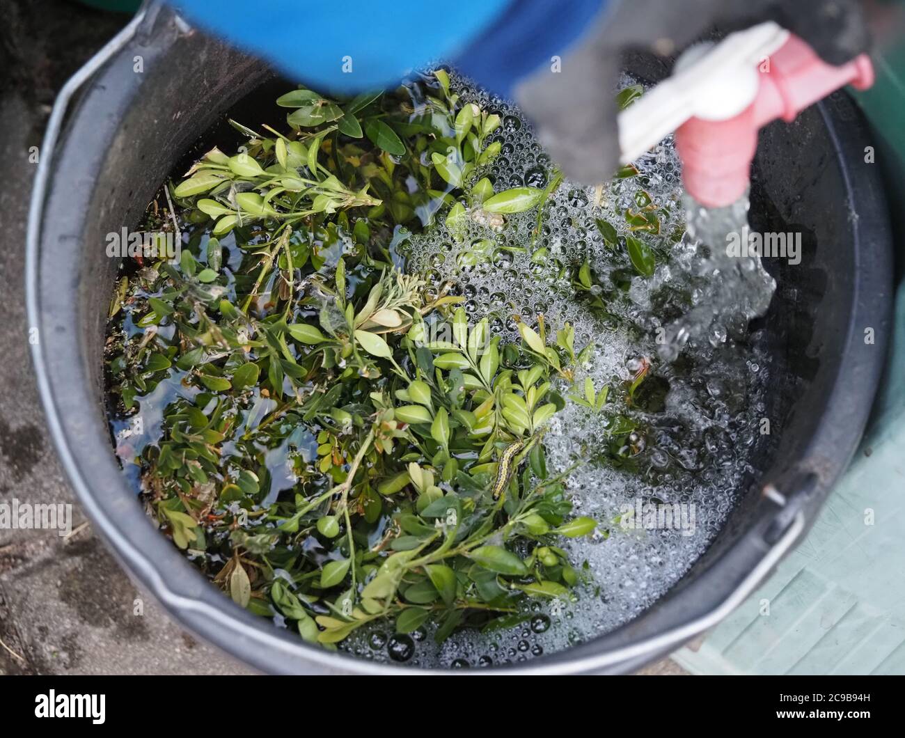 Boxwood pests hi-res stock photography and images - Alamy