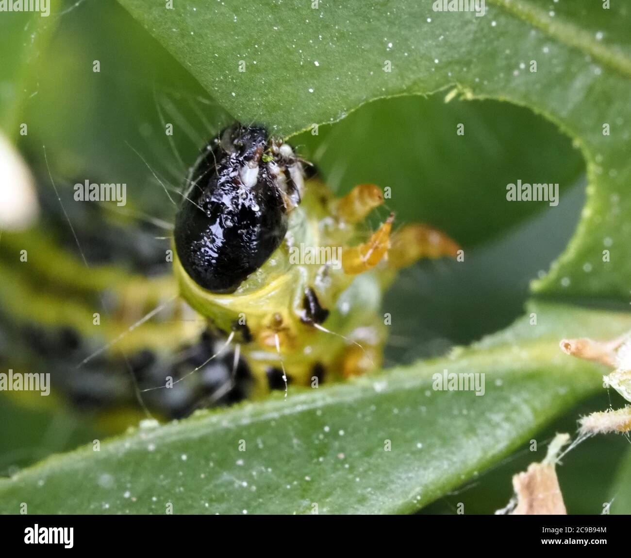 Boxwood pests hi-res stock photography and images - Alamy