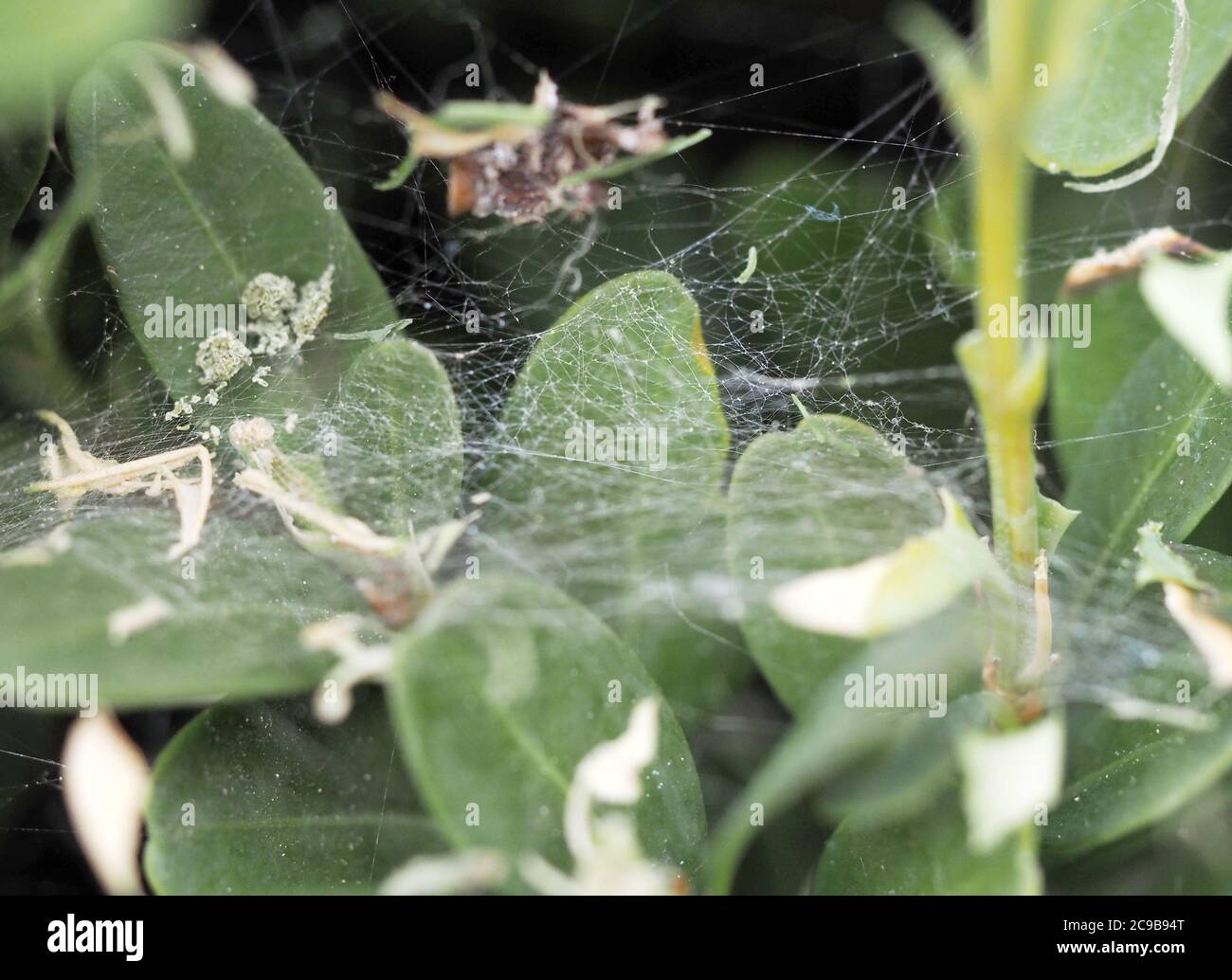 Boxwood pests hi-res stock photography and images - Alamy