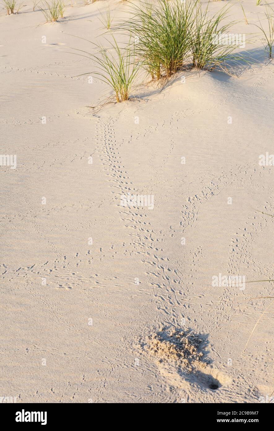 Avon, Outer Banks, North Carolina. Crab Tracks in the Sand Stock Photo ...