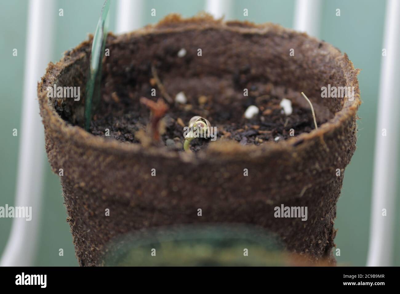 cannabis seedling being started in soil Stock Photo - Alamy