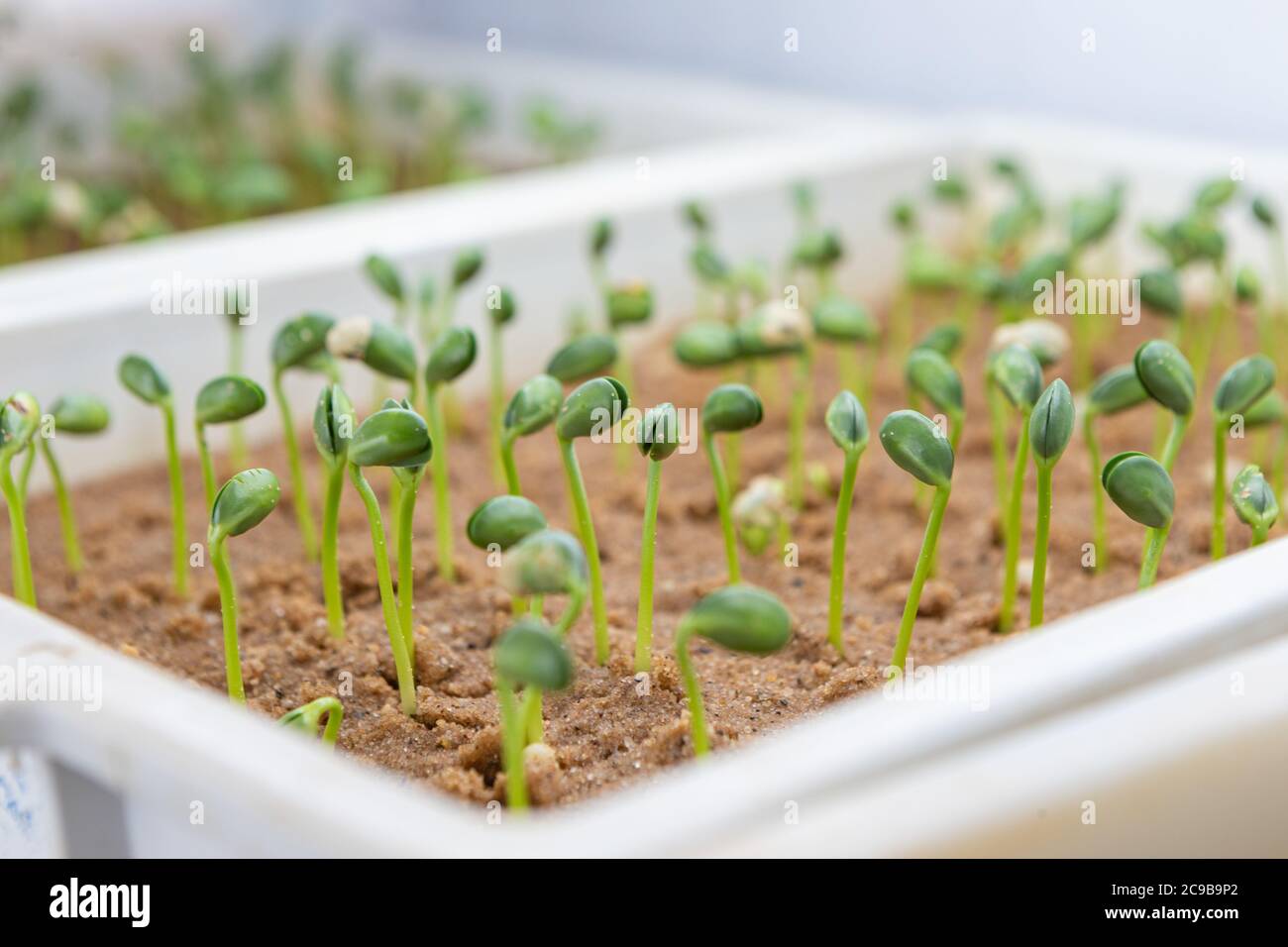 Soybean seed germinating hi-res stock photography and images - Alamy